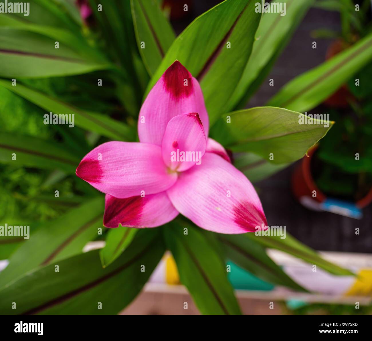 A top-down view of a vibrant pink Curcuma flower Curcuma alismatifolia ...