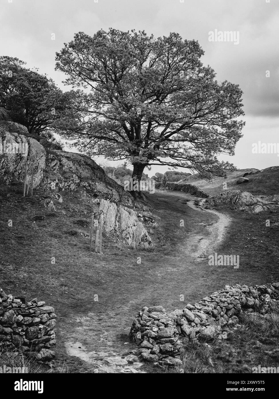 Lone tree at Slaters Bridge in Langdale Stock Photo - Alamy