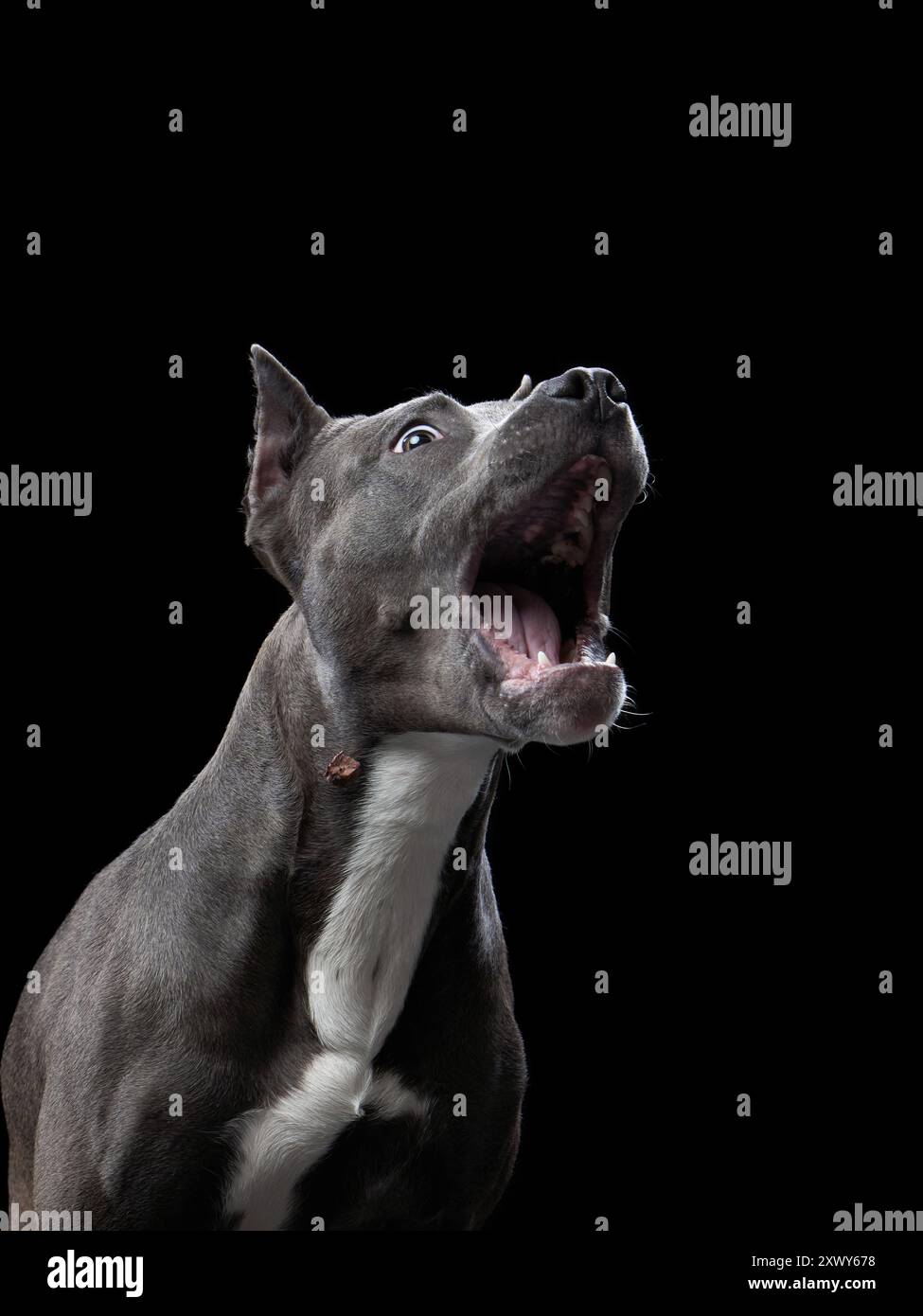 Black dog howl hi-res stock photography and images - Alamy