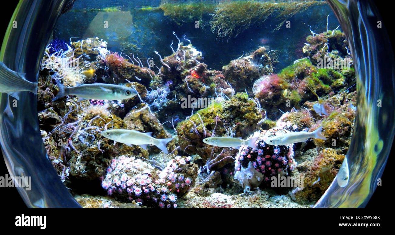 An underwater scene viewed through a circular aquarium window ...