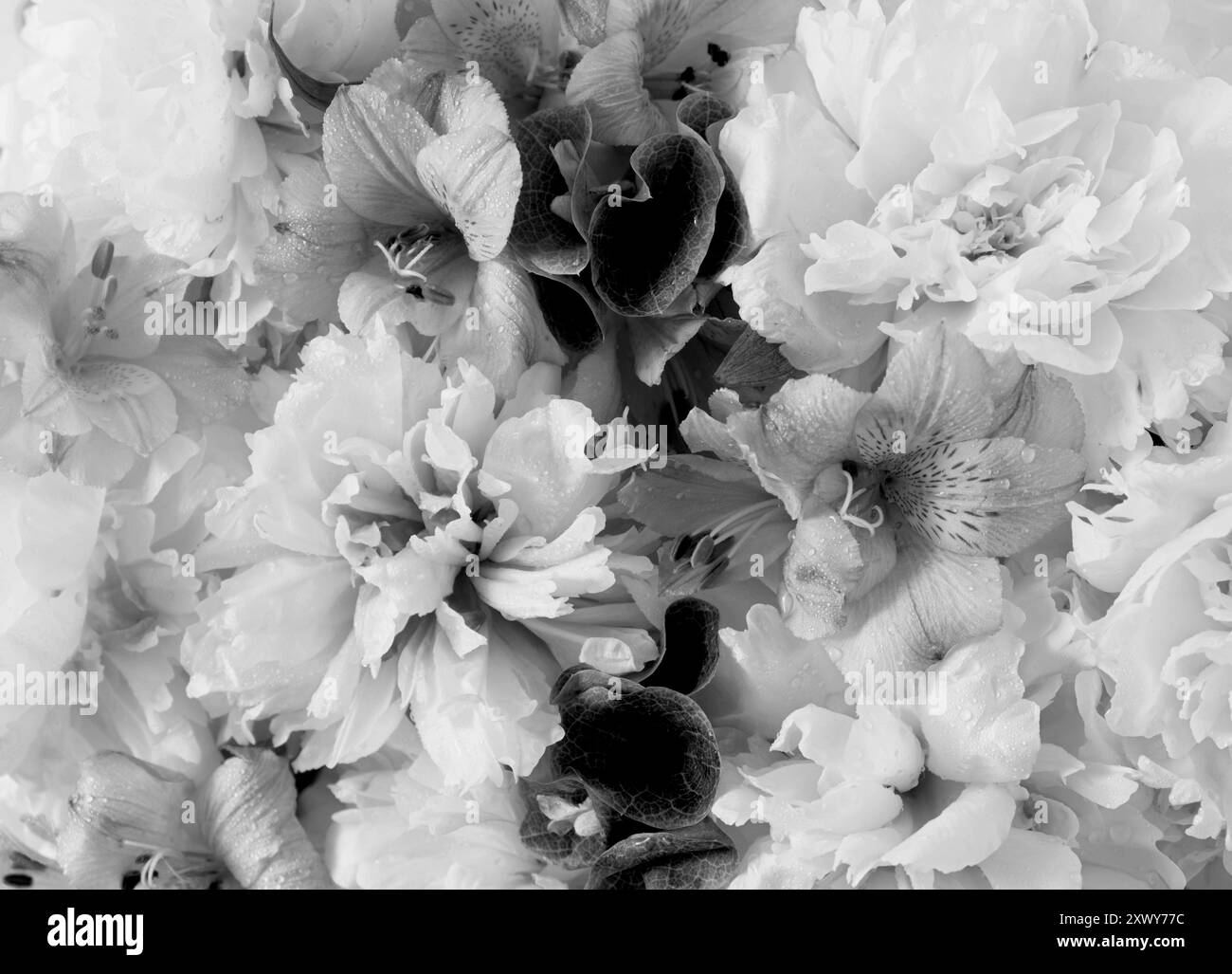 Various botanical details Black and White Stock Photos & Images - Alamy