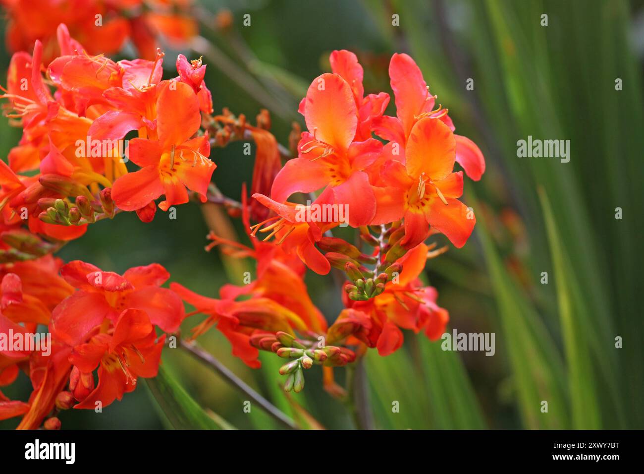 Montbretia bicolor hi-res stock photography and images - Alamy