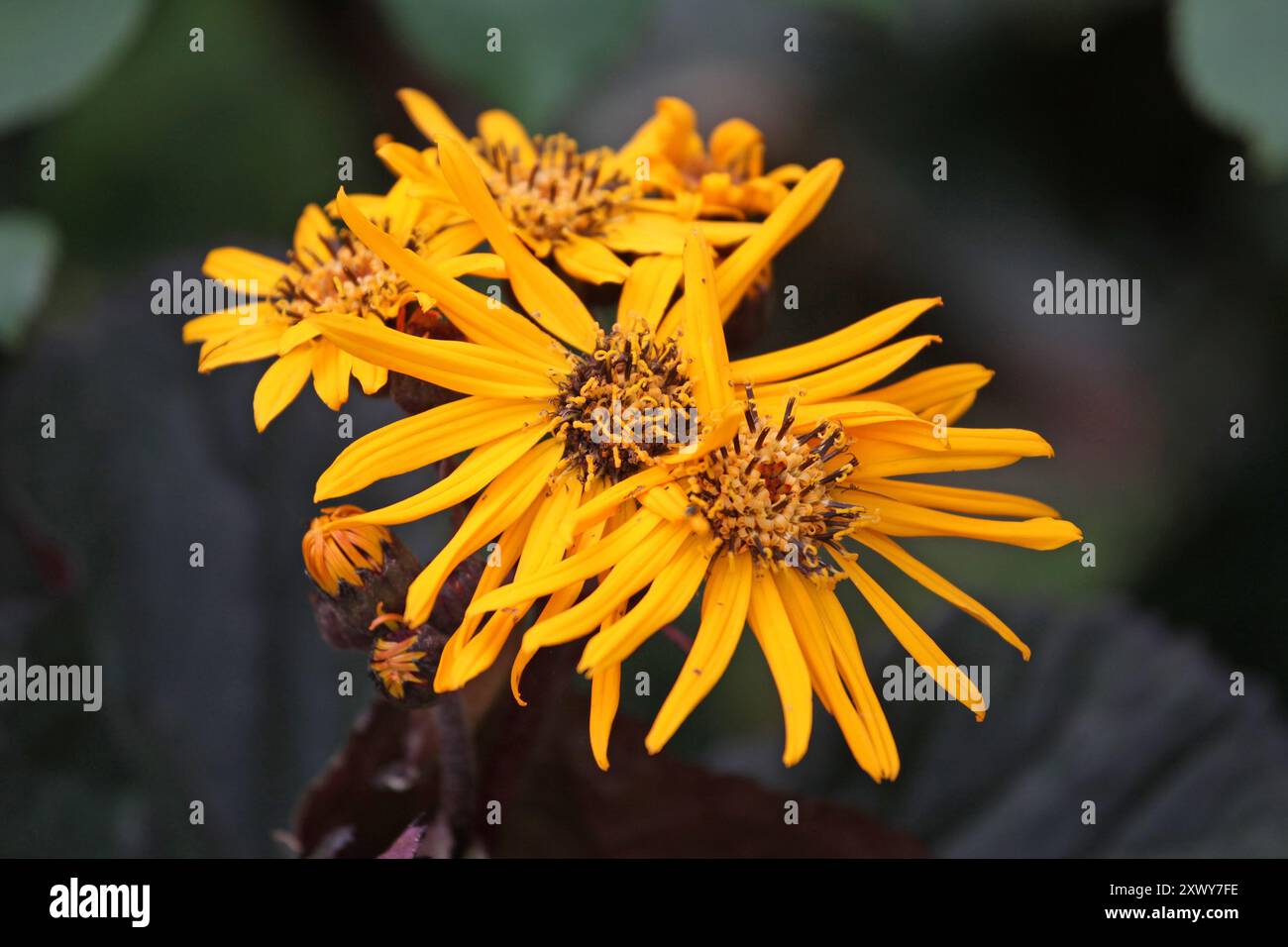 Ligularia, also known as summer ragwort or leopard plant ‘Britt Marie ...