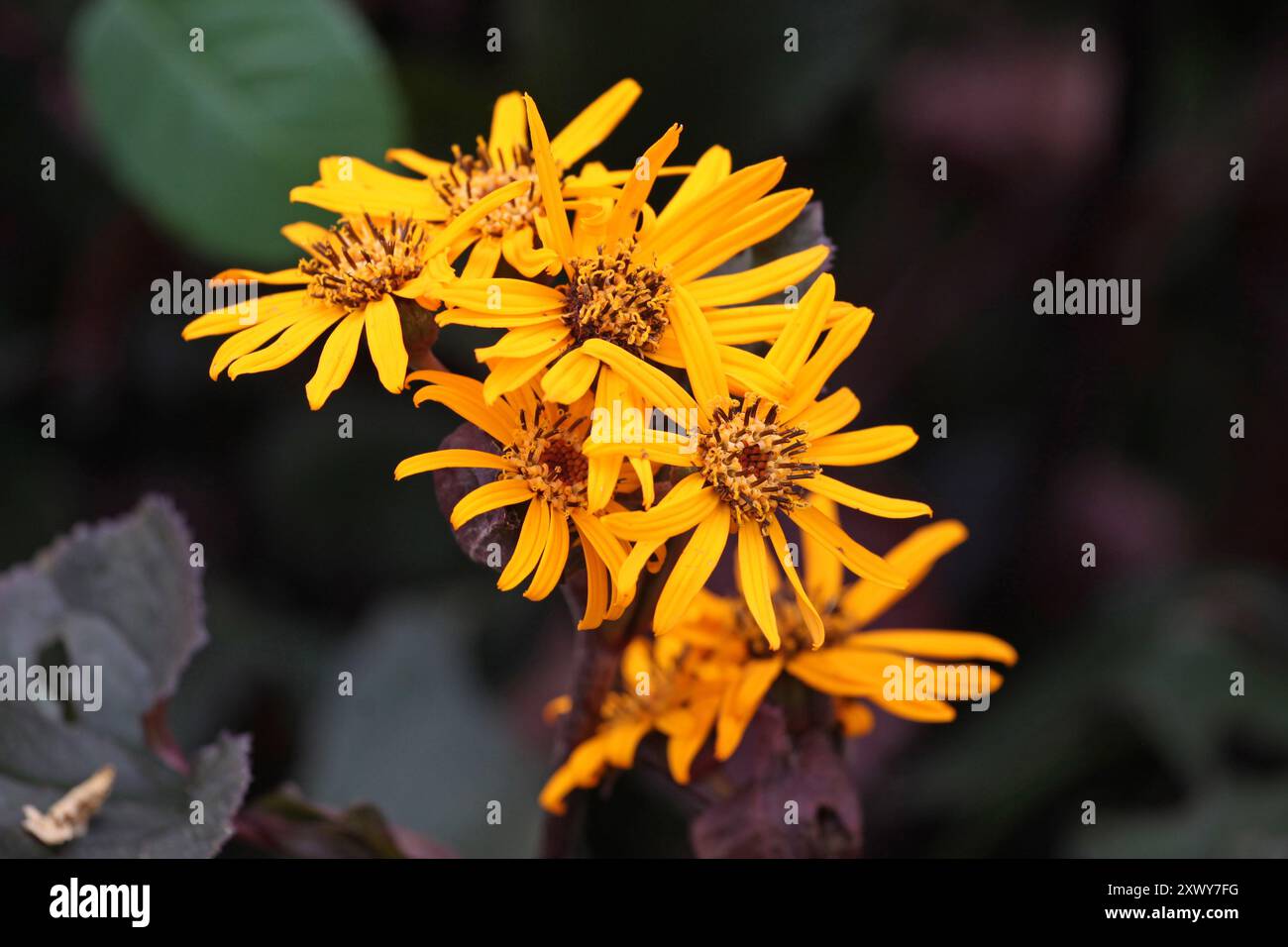 Ligularia, also known as summer ragwort or leopard plant ‘Britt Marie ...