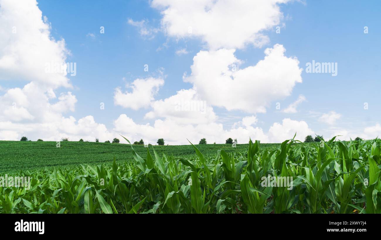 Beautiful natural summer rural landscape background. Green spring corn ...