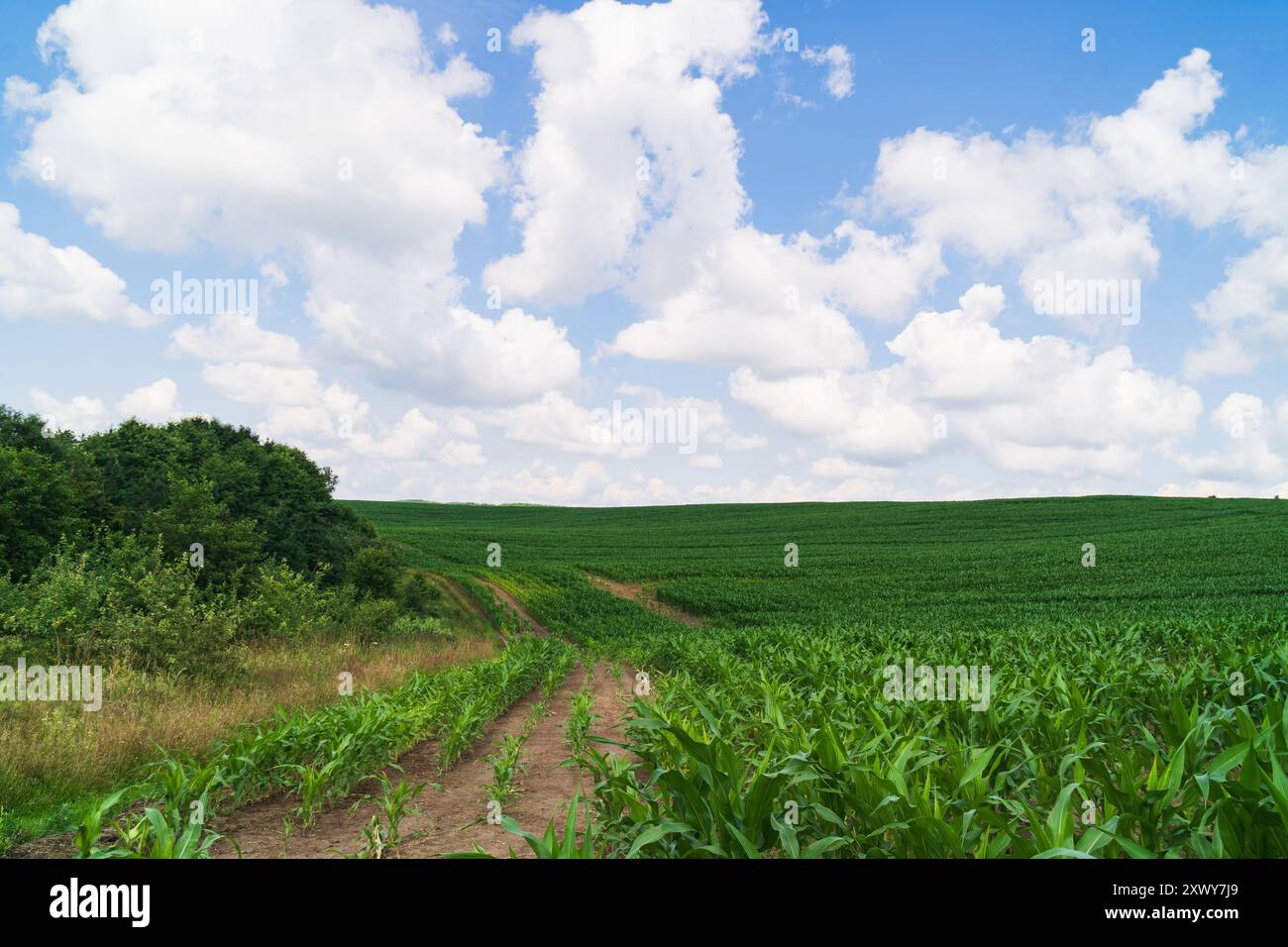 Beautiful natural summer rural landscape background. Green spring corn ...