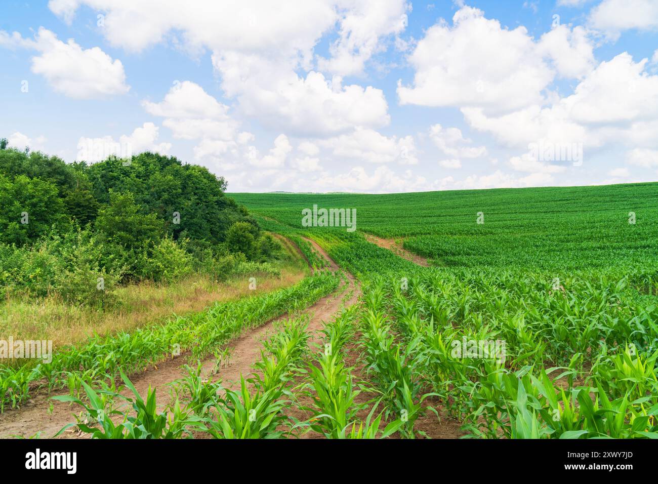 Beautiful natural summer rural landscape background. Green spring corn ...
