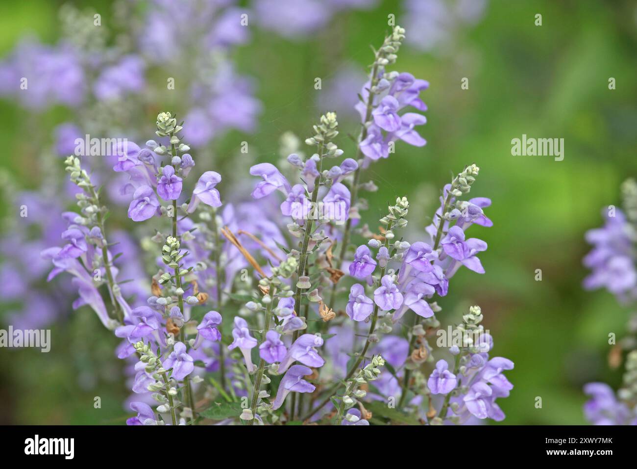 Skullcap bush hi-res stock photography and images - Alamy