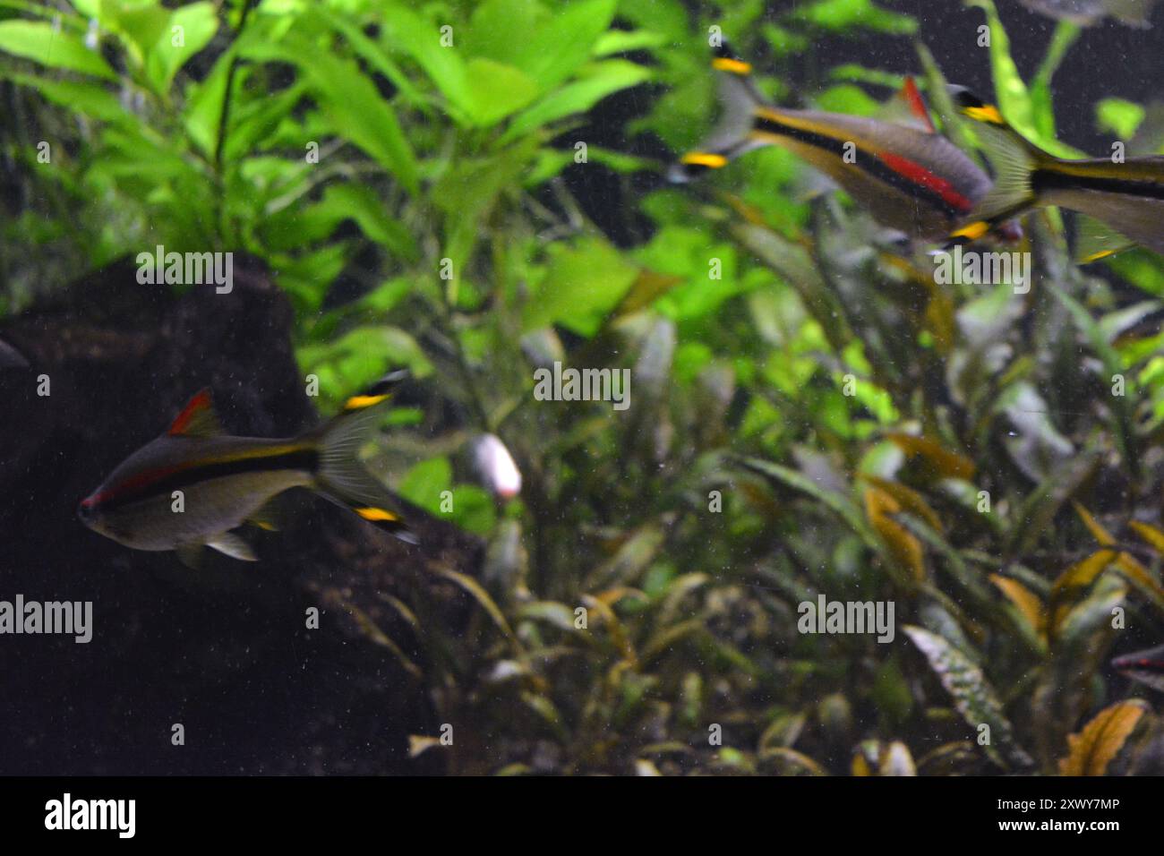 Beautiful and colorful animals that live in an aquarium for freshwater ...