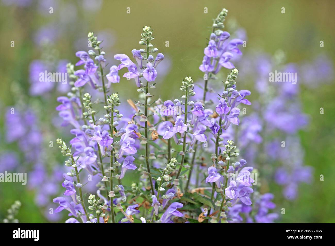Skullcap bush hi-res stock photography and images - Alamy