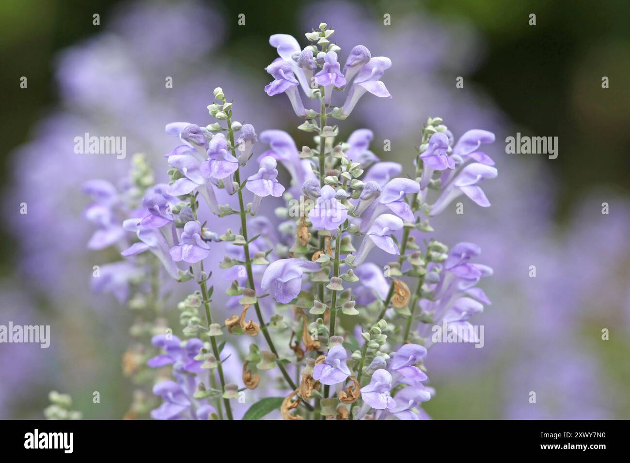 Skullcap bush hi-res stock photography and images - Alamy