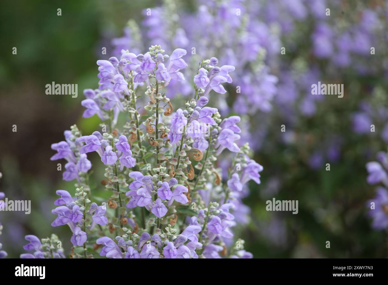 Skullcap bush hi-res stock photography and images - Alamy