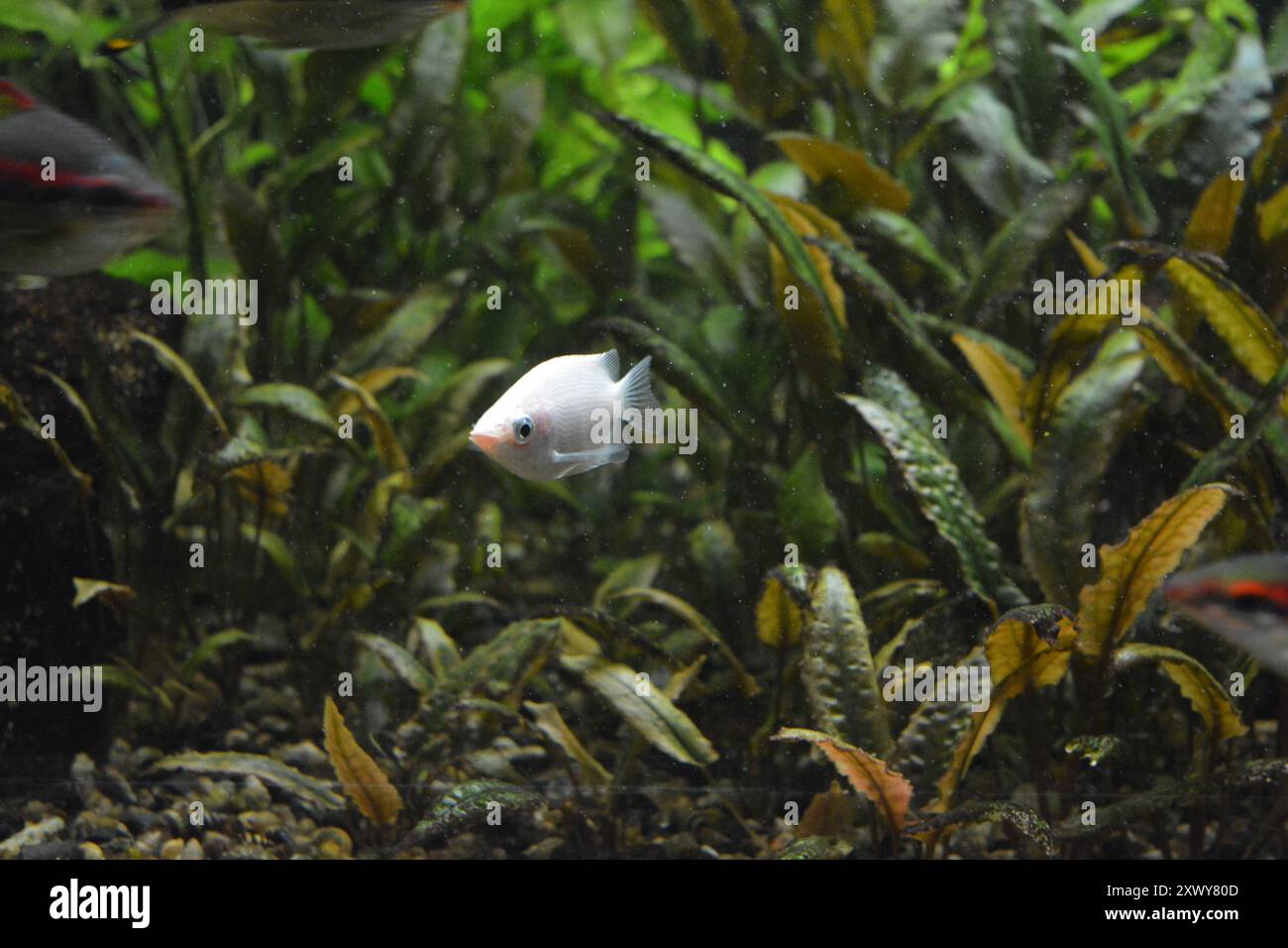 Beautiful and colorful animals that live in an aquarium for freshwater ...