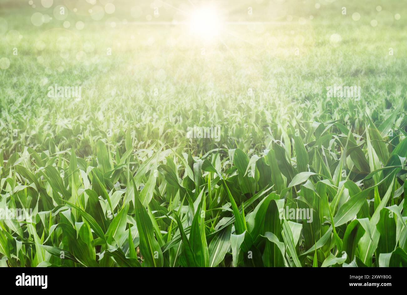 Beautiful natural summer rural landscape background. Green spring corn field with morning sun ...