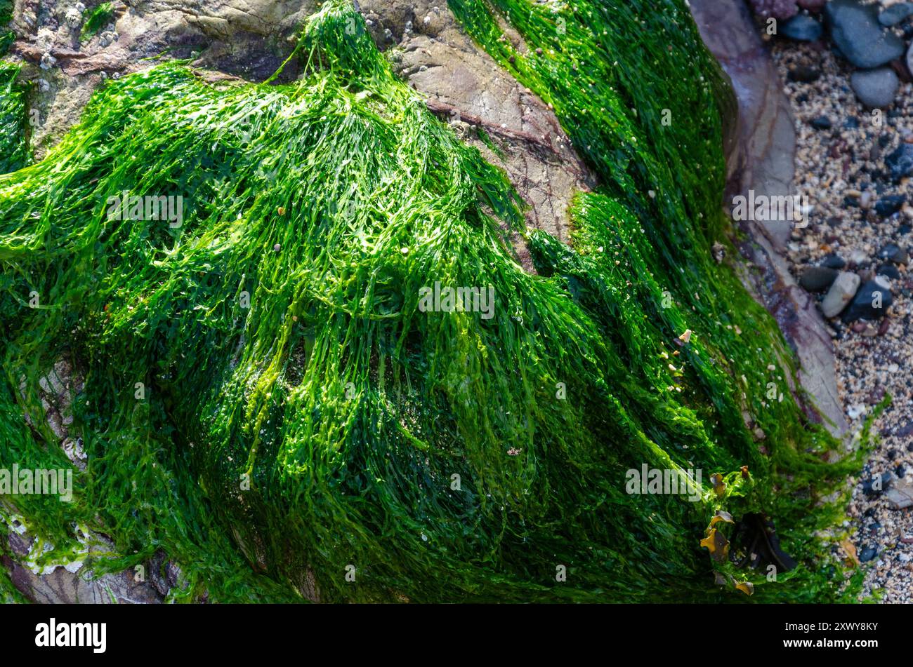 Sea grass ecosystem hi-res stock photography and images - Alamy