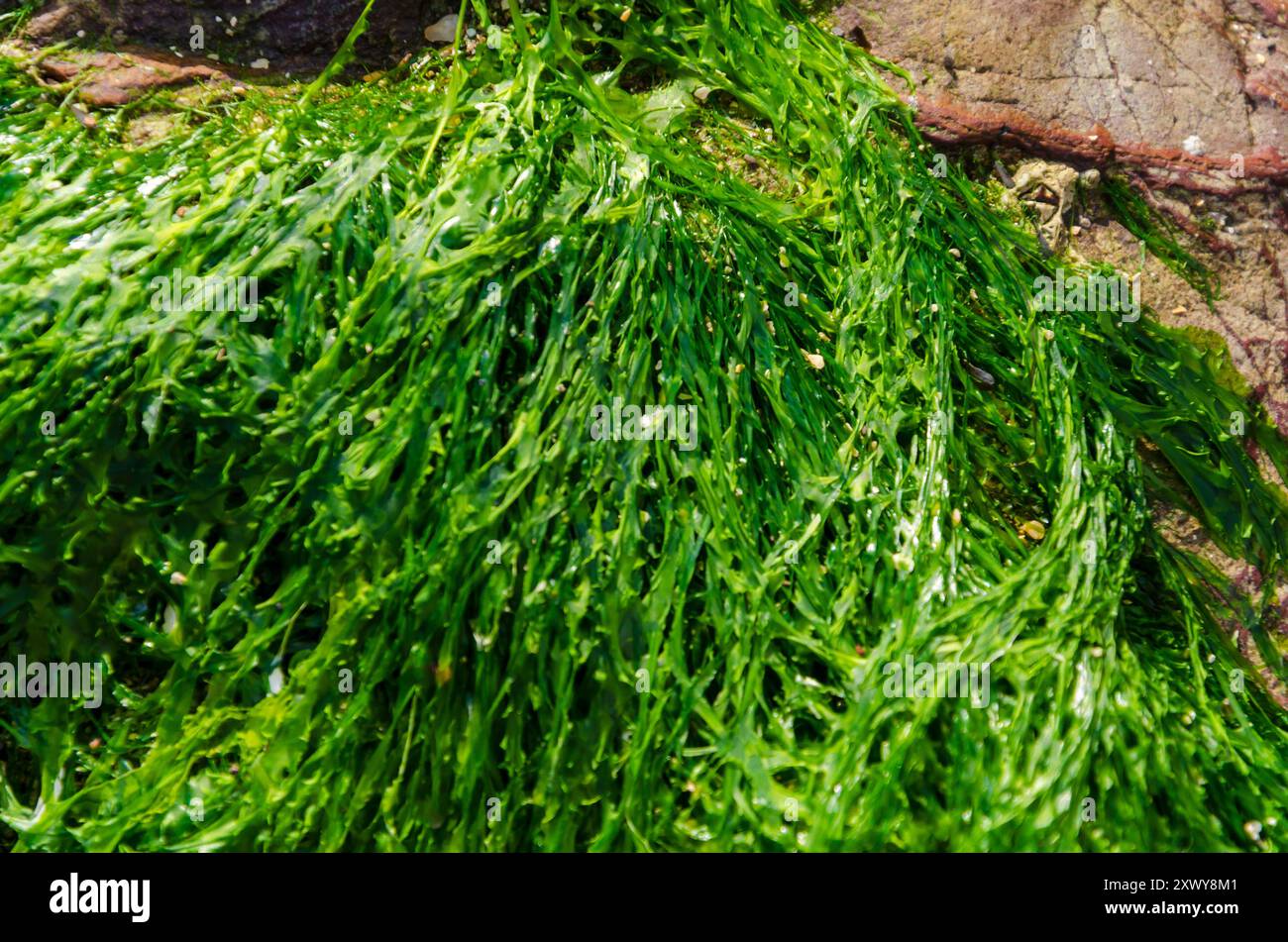Sea grass ecosystem hi-res stock photography and images - Alamy