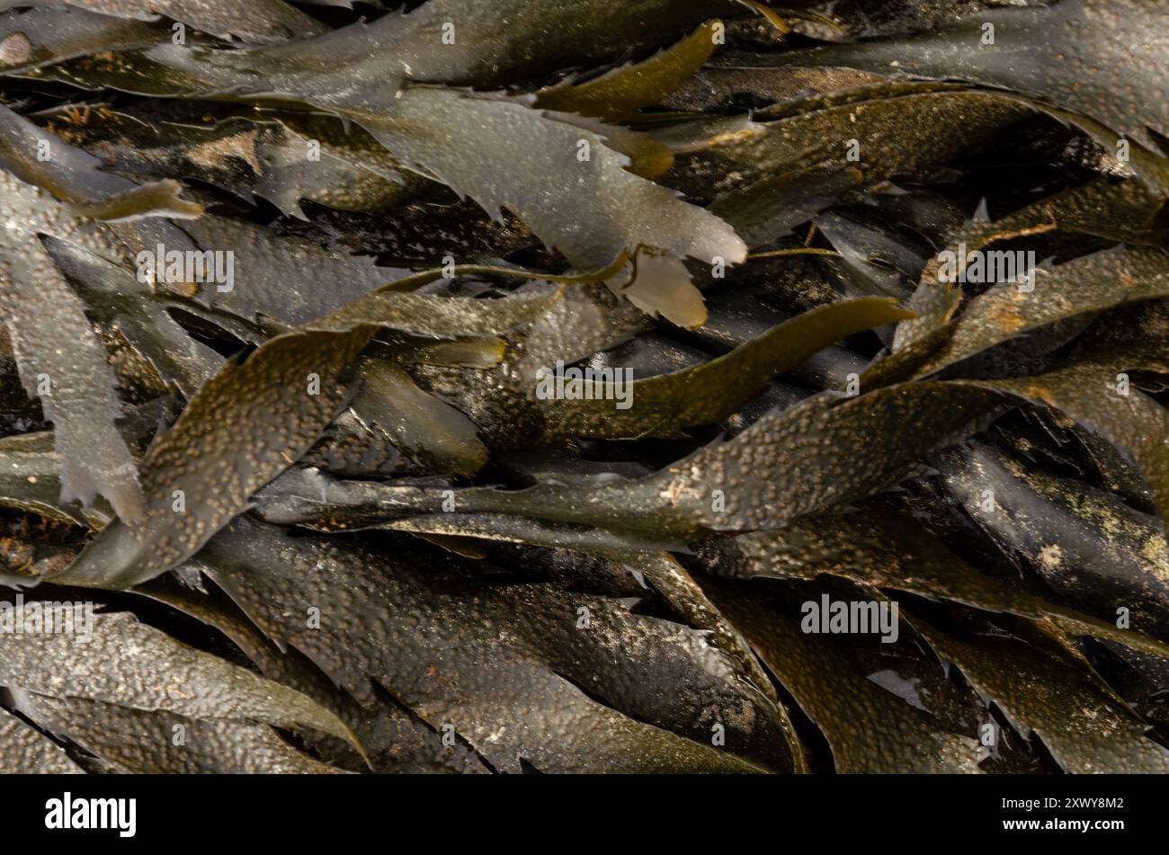 Close-up of Brown Kelp seaweed lying on a beach in County Down during ...