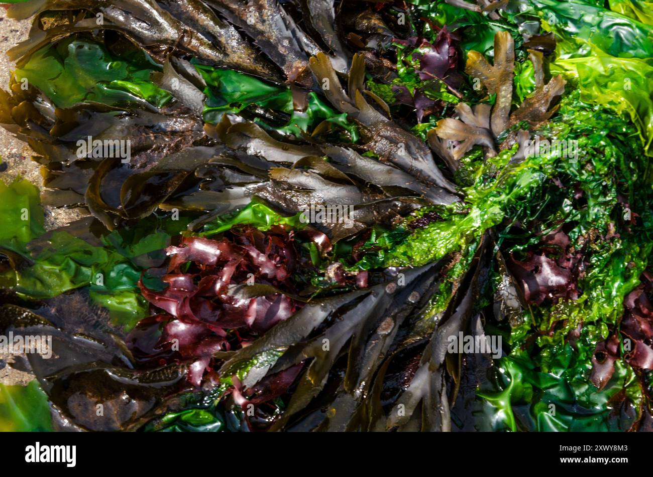 A mixture of different types of seaweed clinging to a rock on a County ...