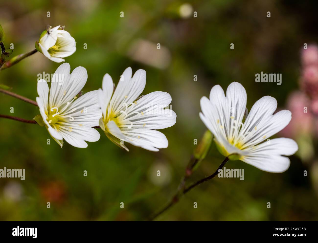 Alpine mouse-ear chickweed flowering Stock Photo - Alamy