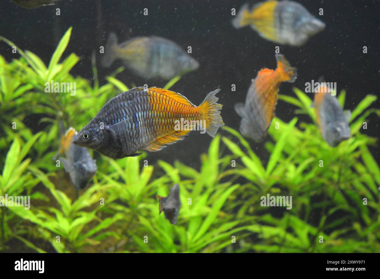 Beautiful and colorful animals that live in an aquarium for freshwater ...