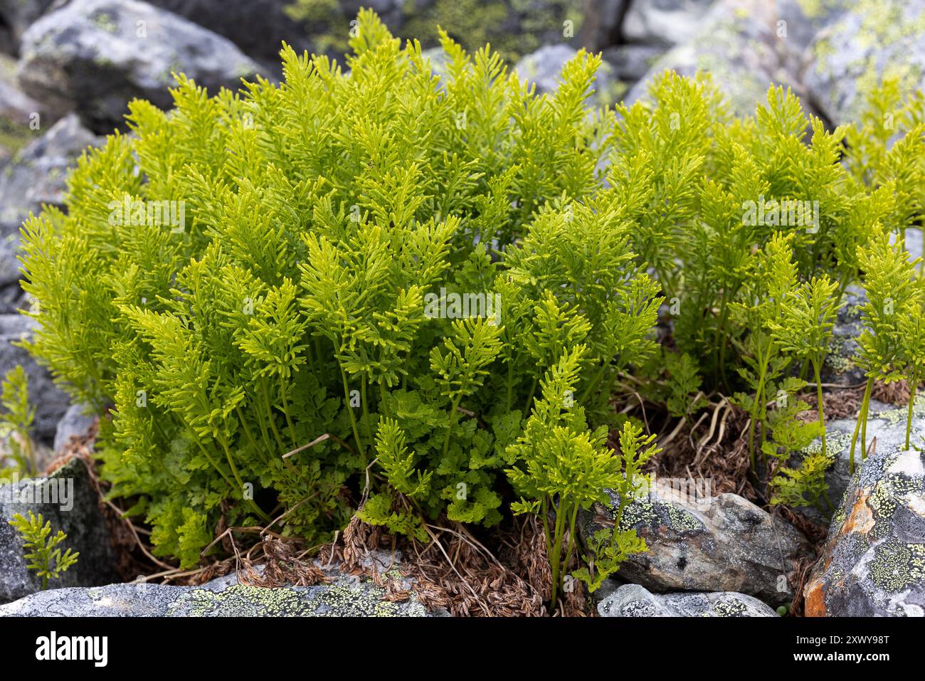 Parsley fern growth Stock Photo - Alamy