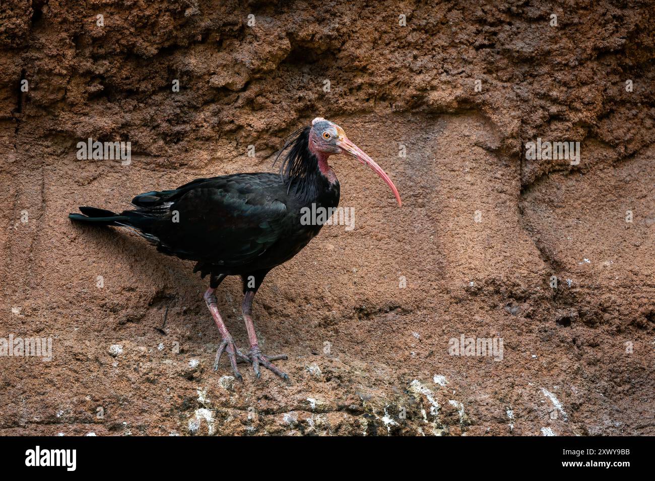 Northern Bald Ibis - Geronticus eremita, portrait of unique special ...