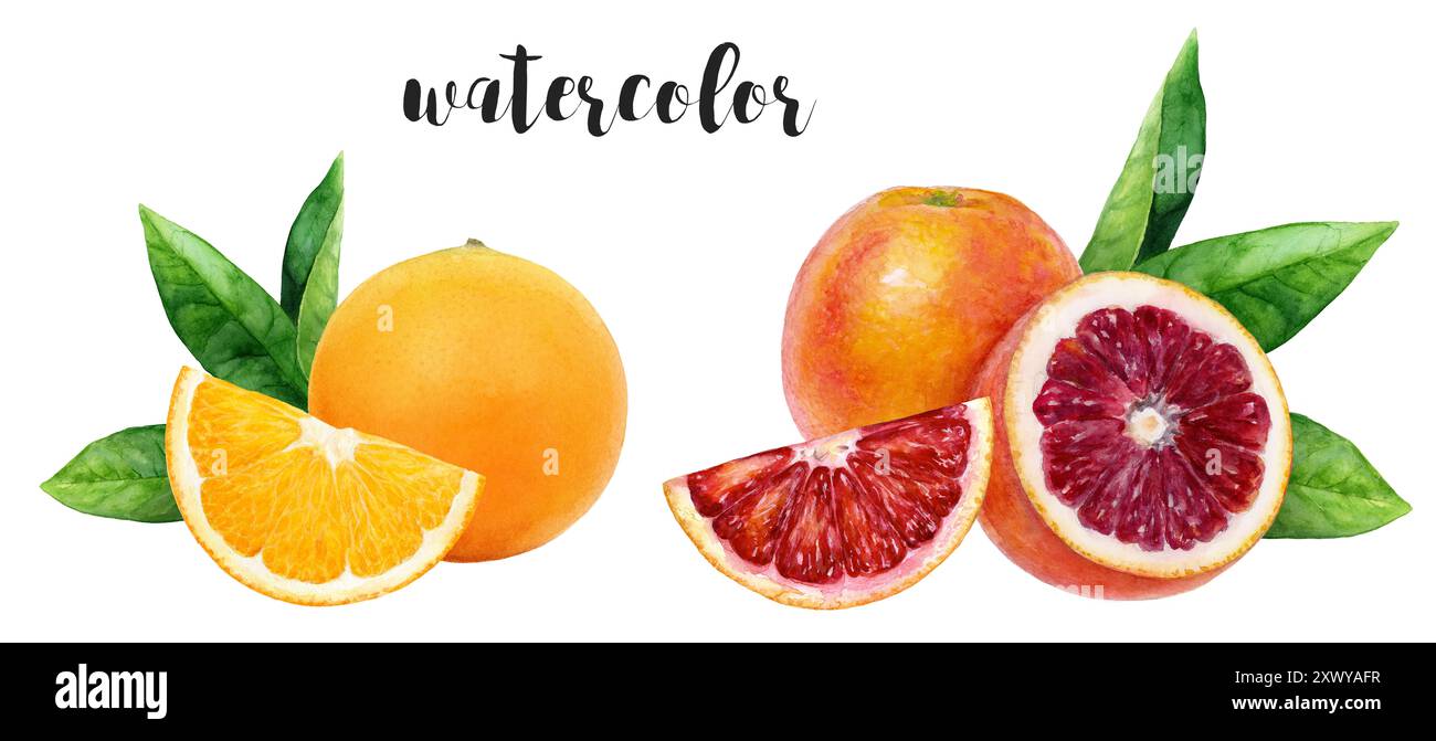 Beautiful Watercolor Illustration Featuring Citrus Fruits Including ...