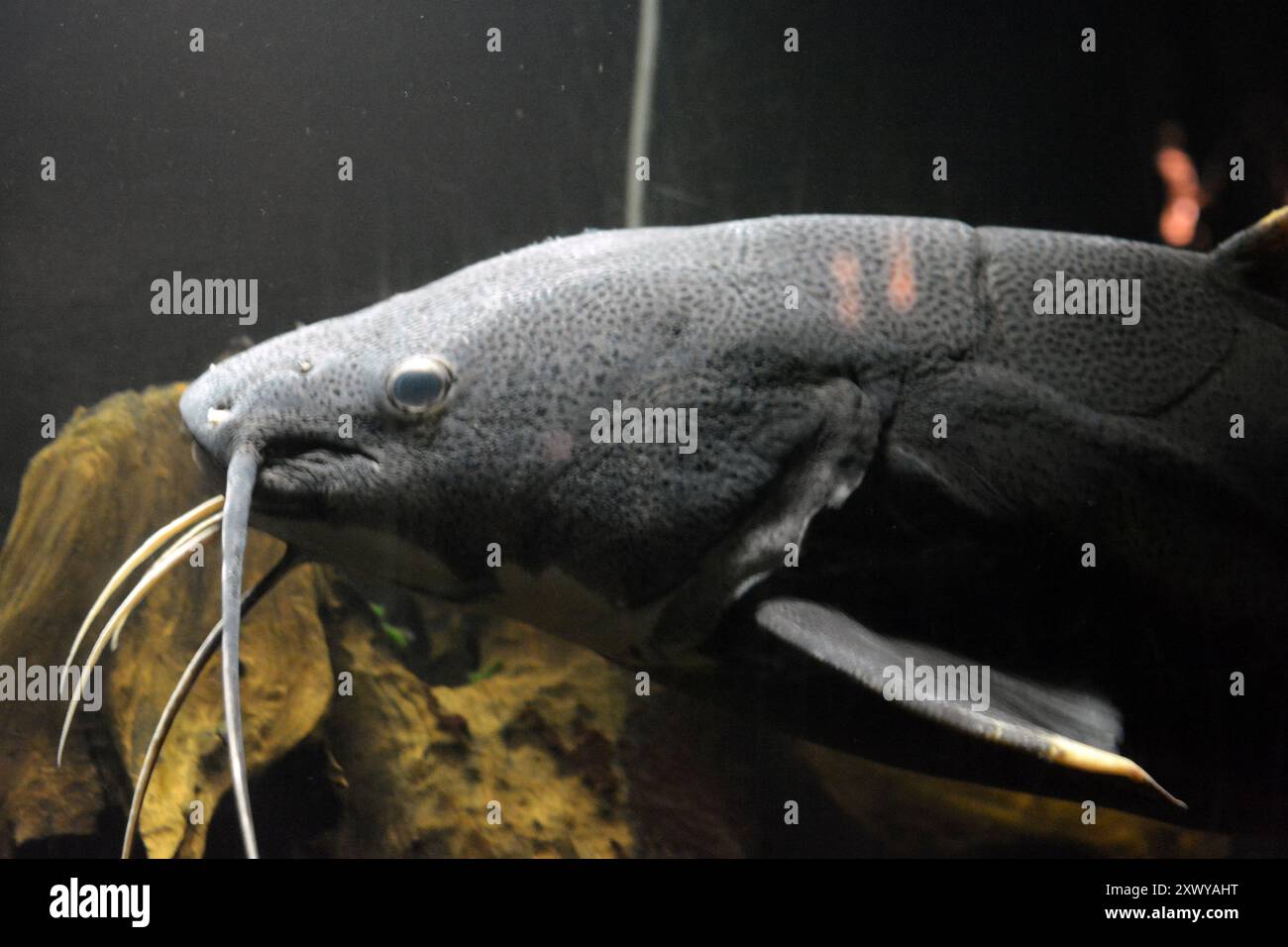 Beautiful and colorful animals that live in an aquarium for freshwater ...