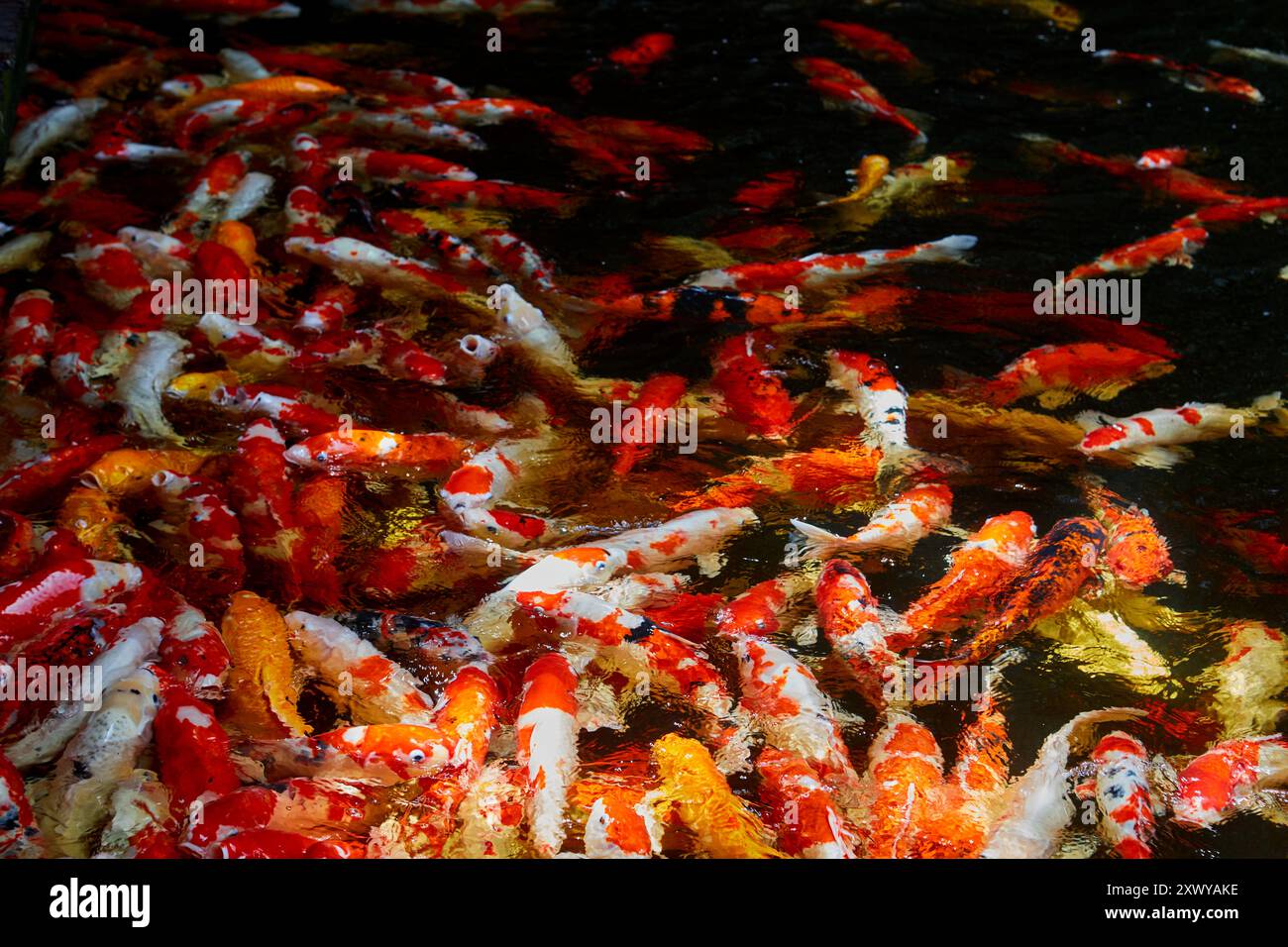 Many colored carp fish swim hi-res stock photography and images - Alamy