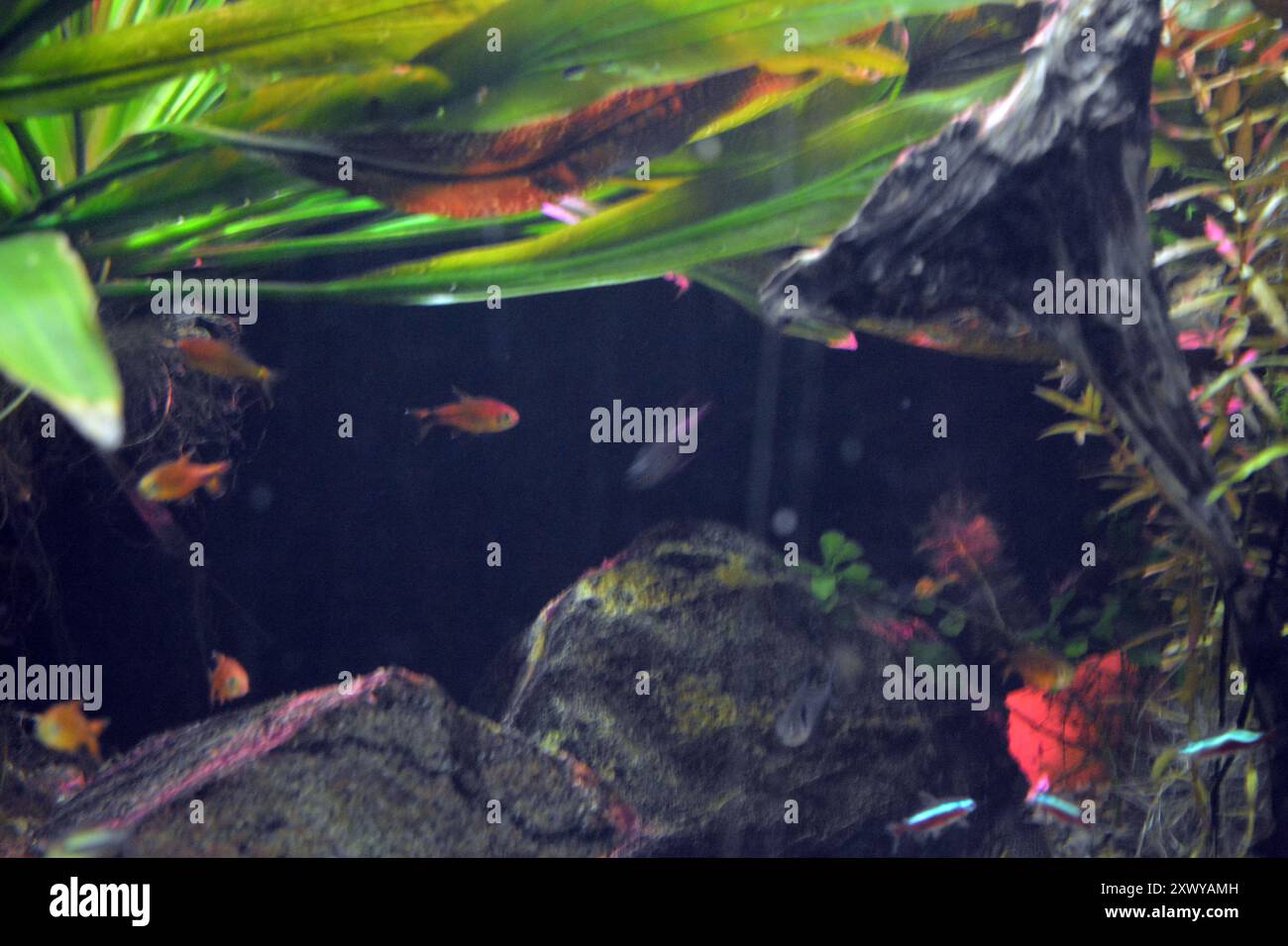 Beautiful and colorful animals that live in an aquarium for freshwater ...