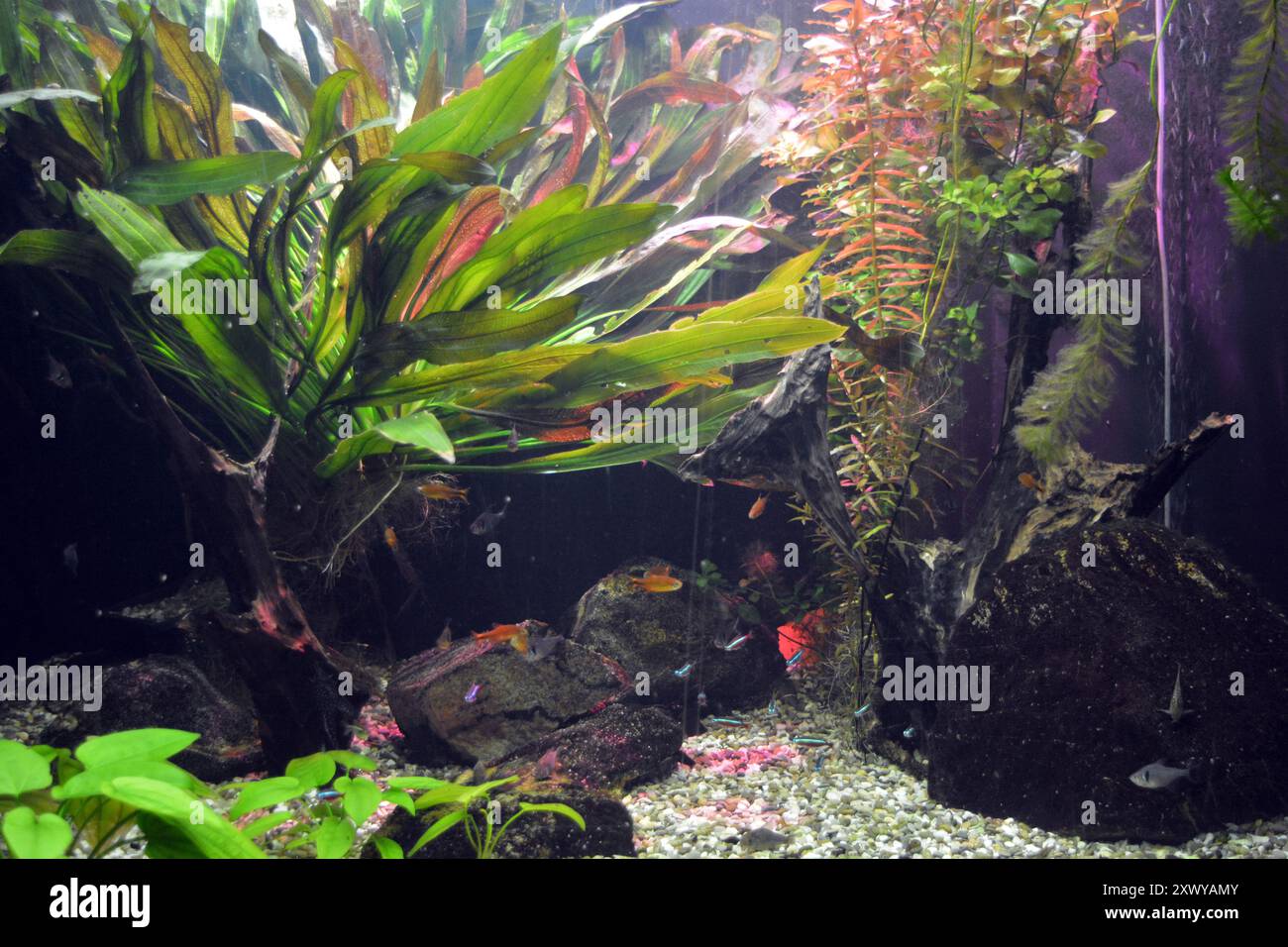 Beautiful and colorful animals that live in an aquarium for freshwater ...