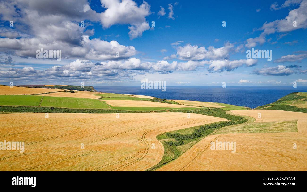 Barley Fields Aberdeenshire Scotland in summer blue sky over uncut crop ...