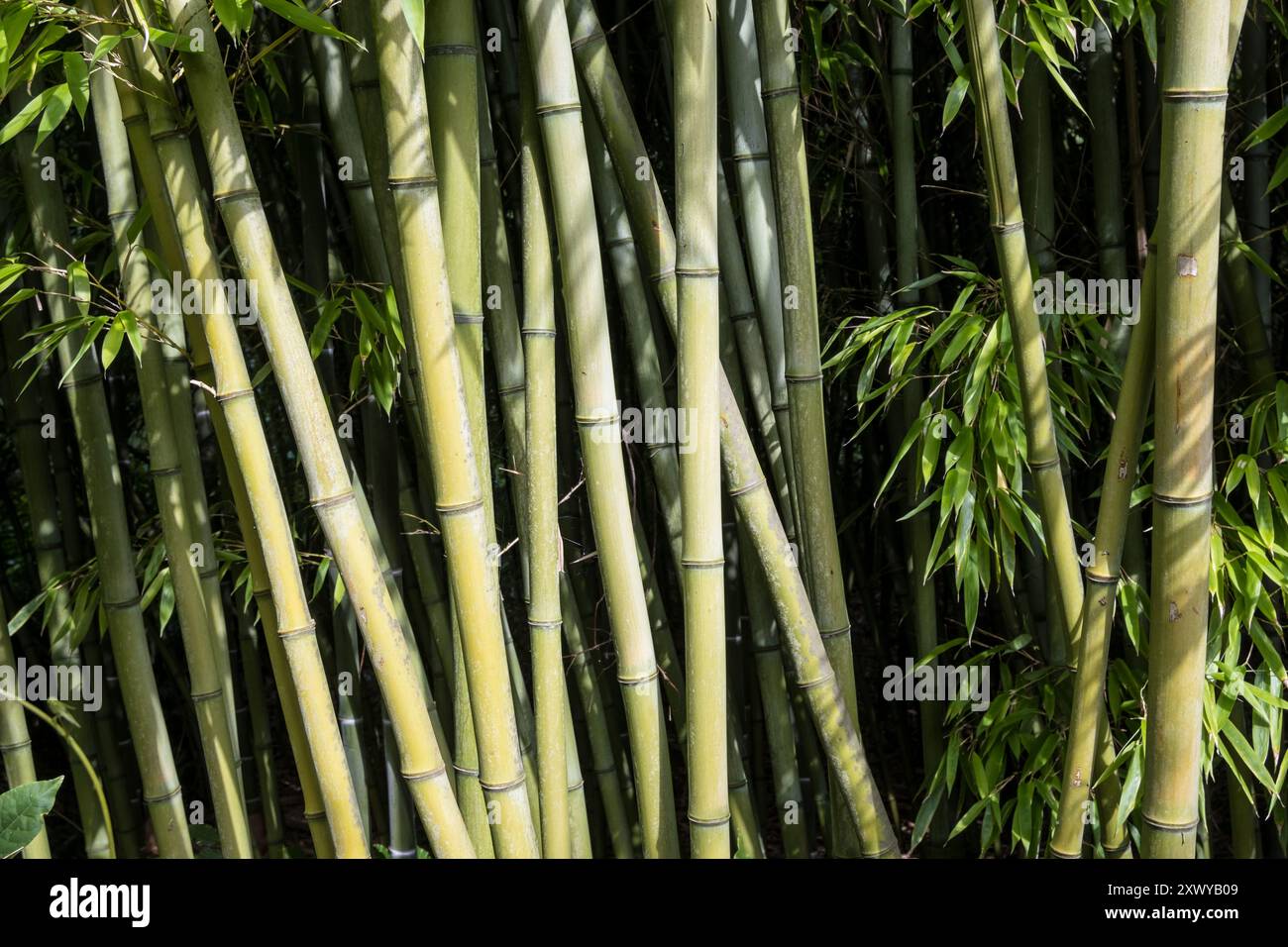 Some bamboo stems with visible internodes Stock Photo - Alamy