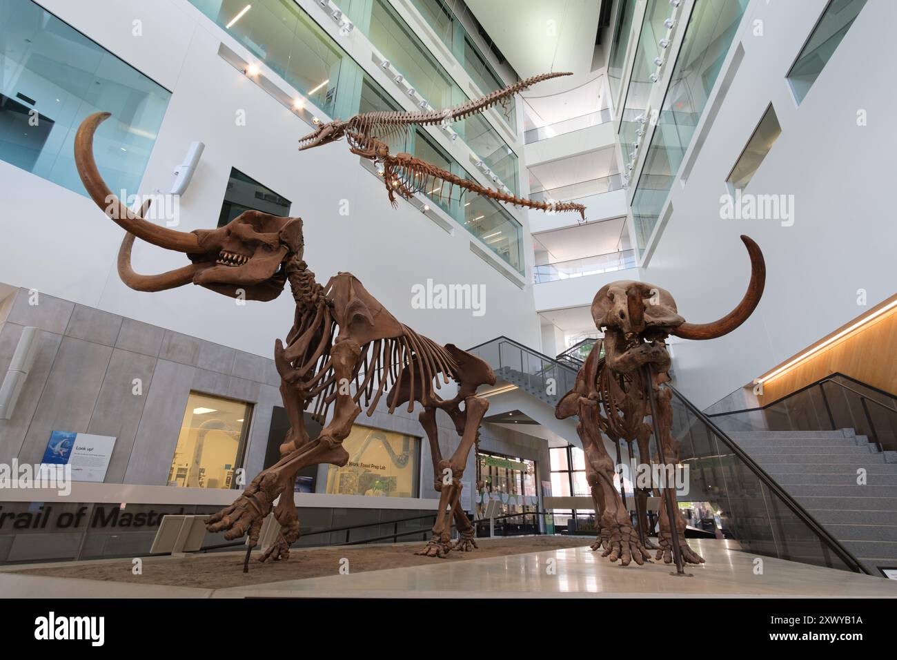 Male and female mastodon fossils on display in the atrium of the ...