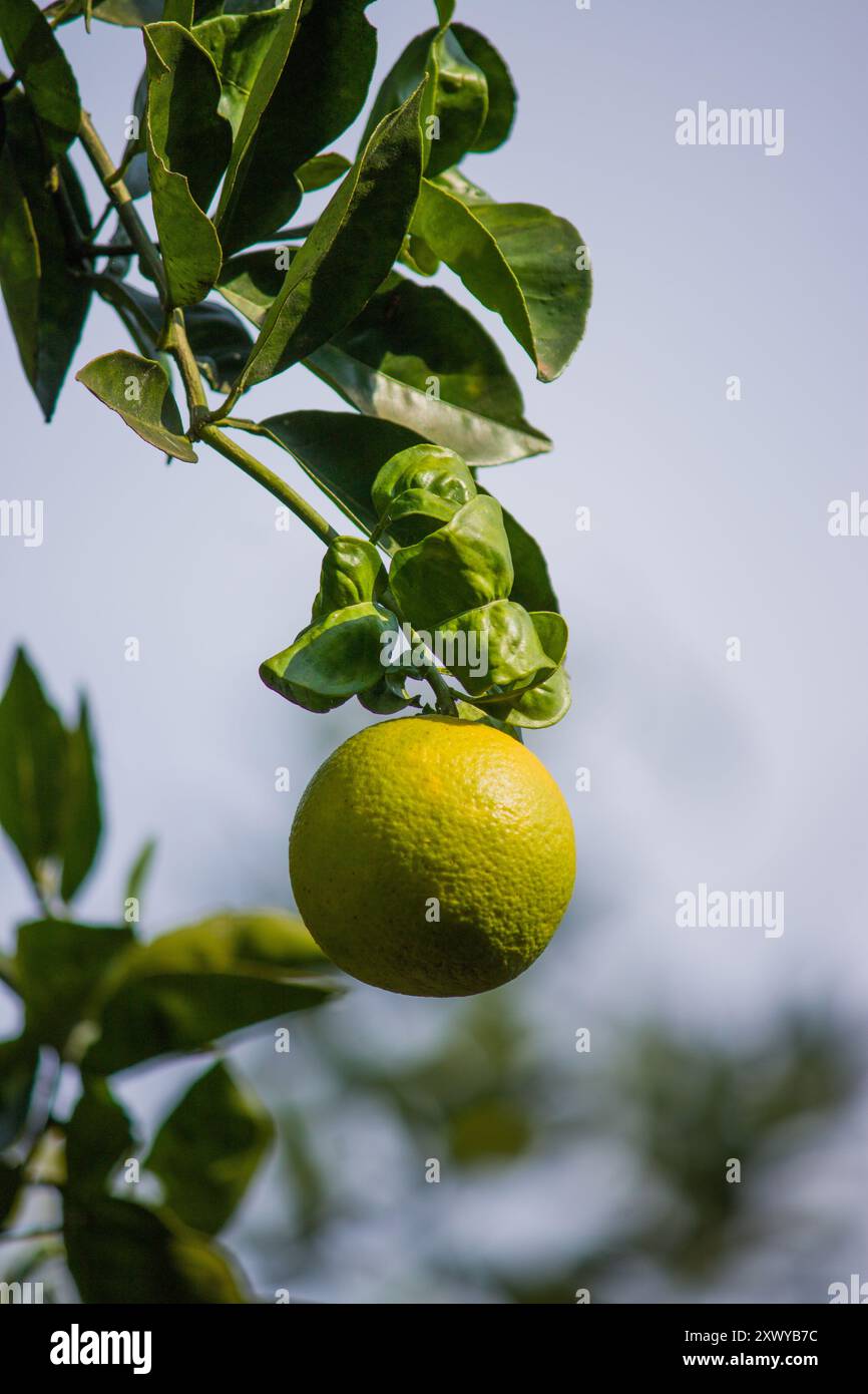 Organic orange hanging on a tree branch, showing natural ripeness and ...