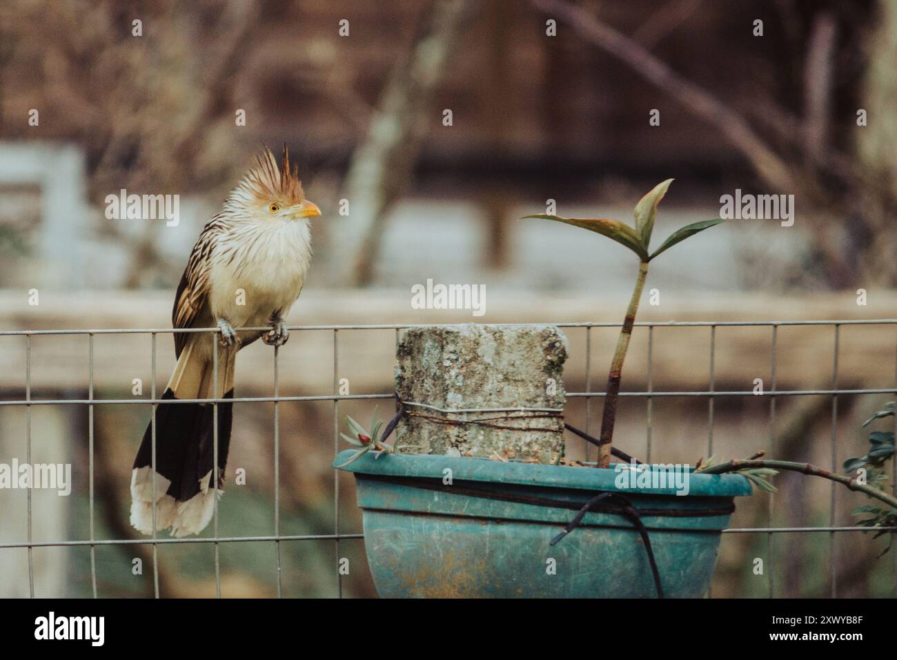 A Guira guira resting on a metal fence beside a potted plant, creating ...