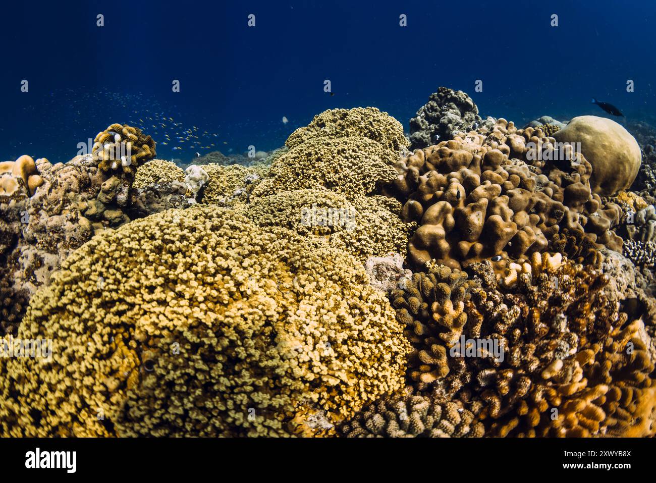Corals background underwater in deep ocean at Maldives Stock Photo - Alamy