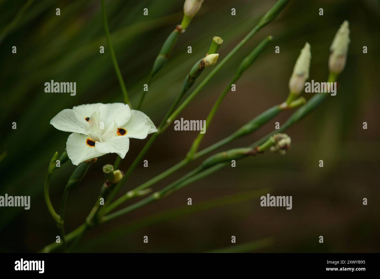 A stunning white moray flower blooms brightly in a lush green garden ...