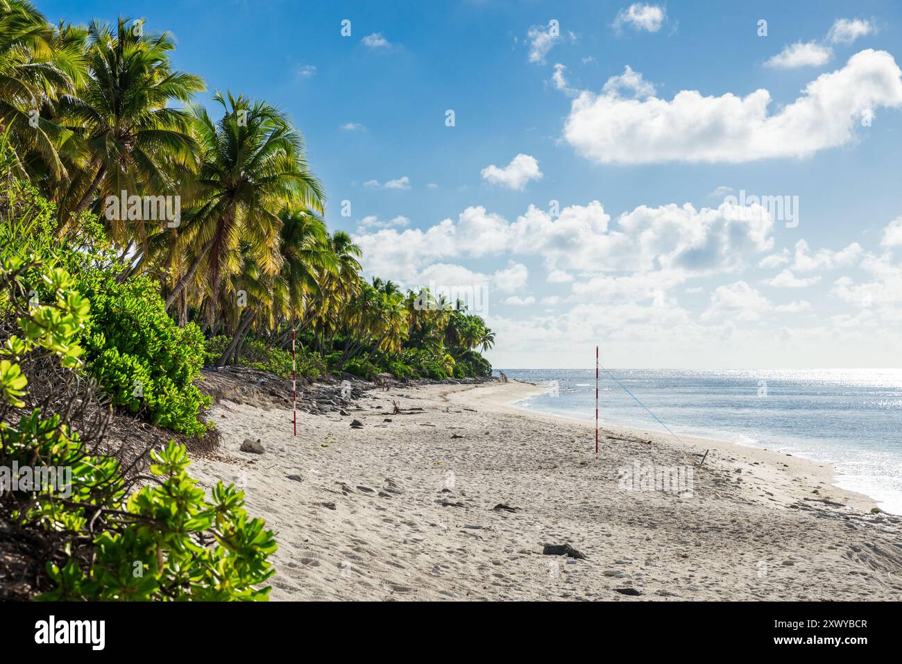 Tropical coconut palm trees on beach in Fuvahmulah island, Maldives ...