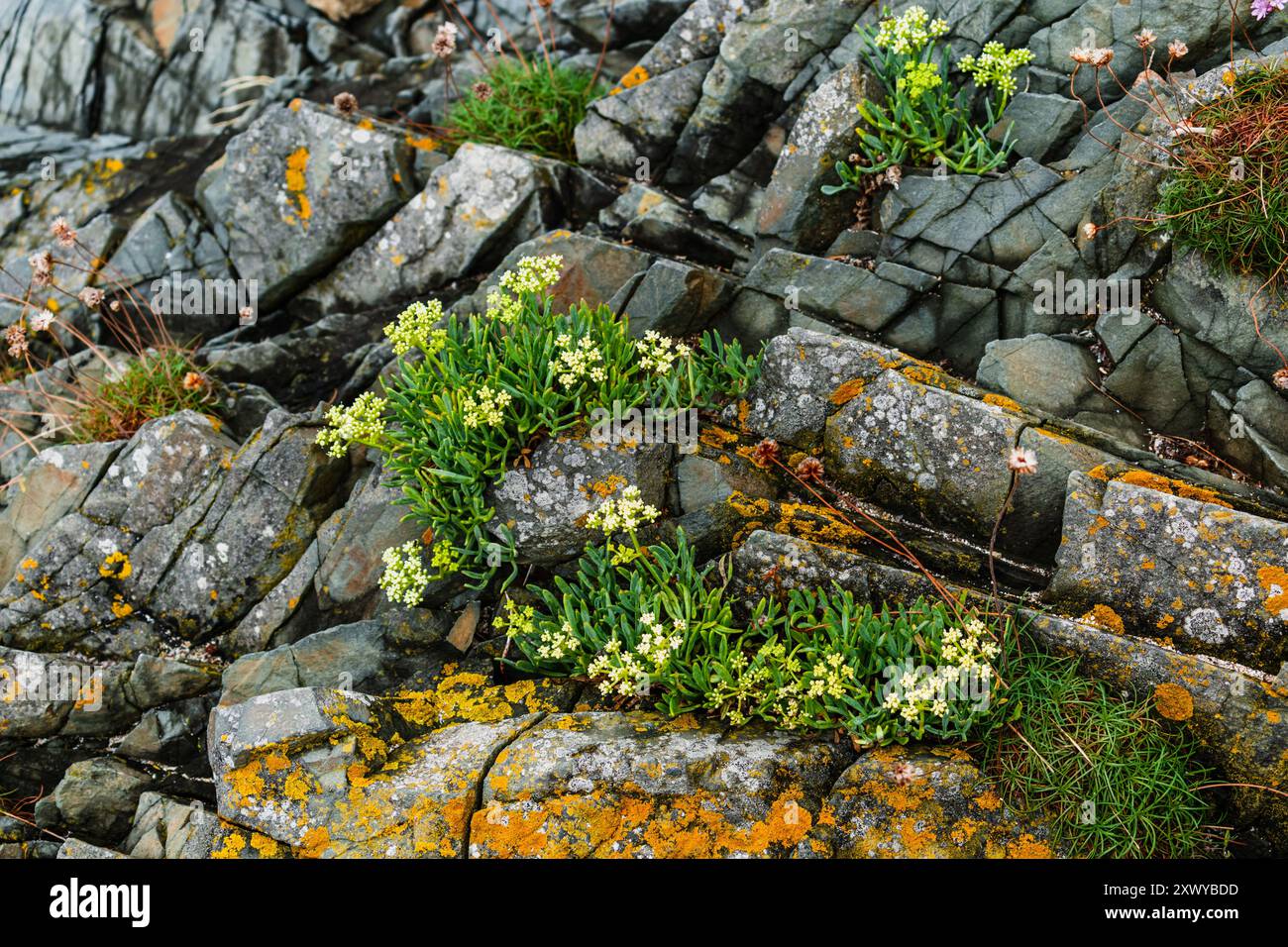 Sea fennel in flower, edible draille, rich in vitamins and minerals ...