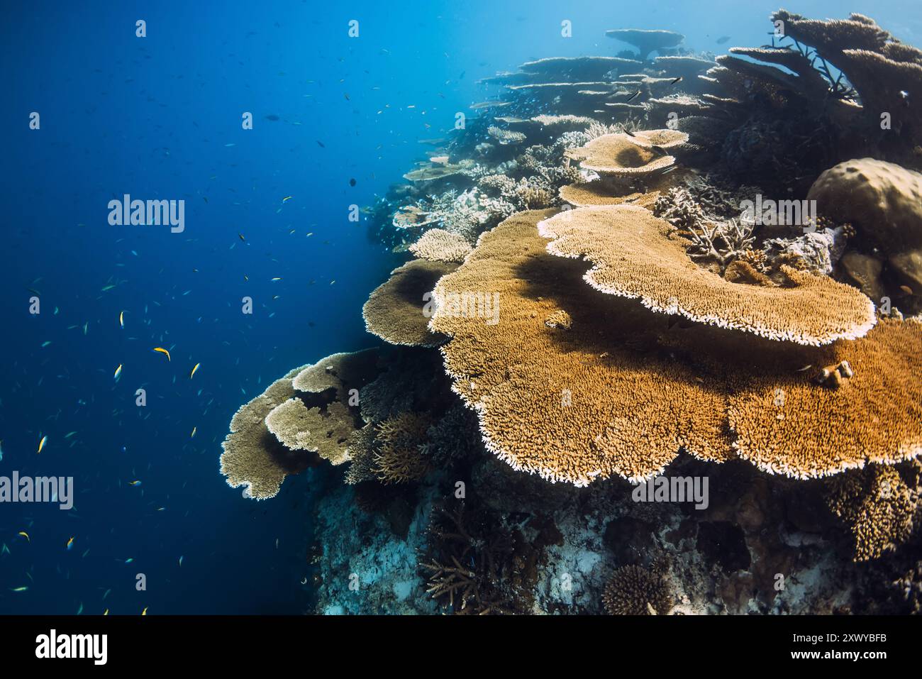 Amazing living corals underwater in blue ocean at Maldives. Coral ...