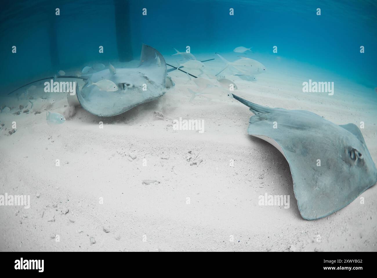 Stingrays swims underwater on sandy sea bottom. Sting ray fish in ...