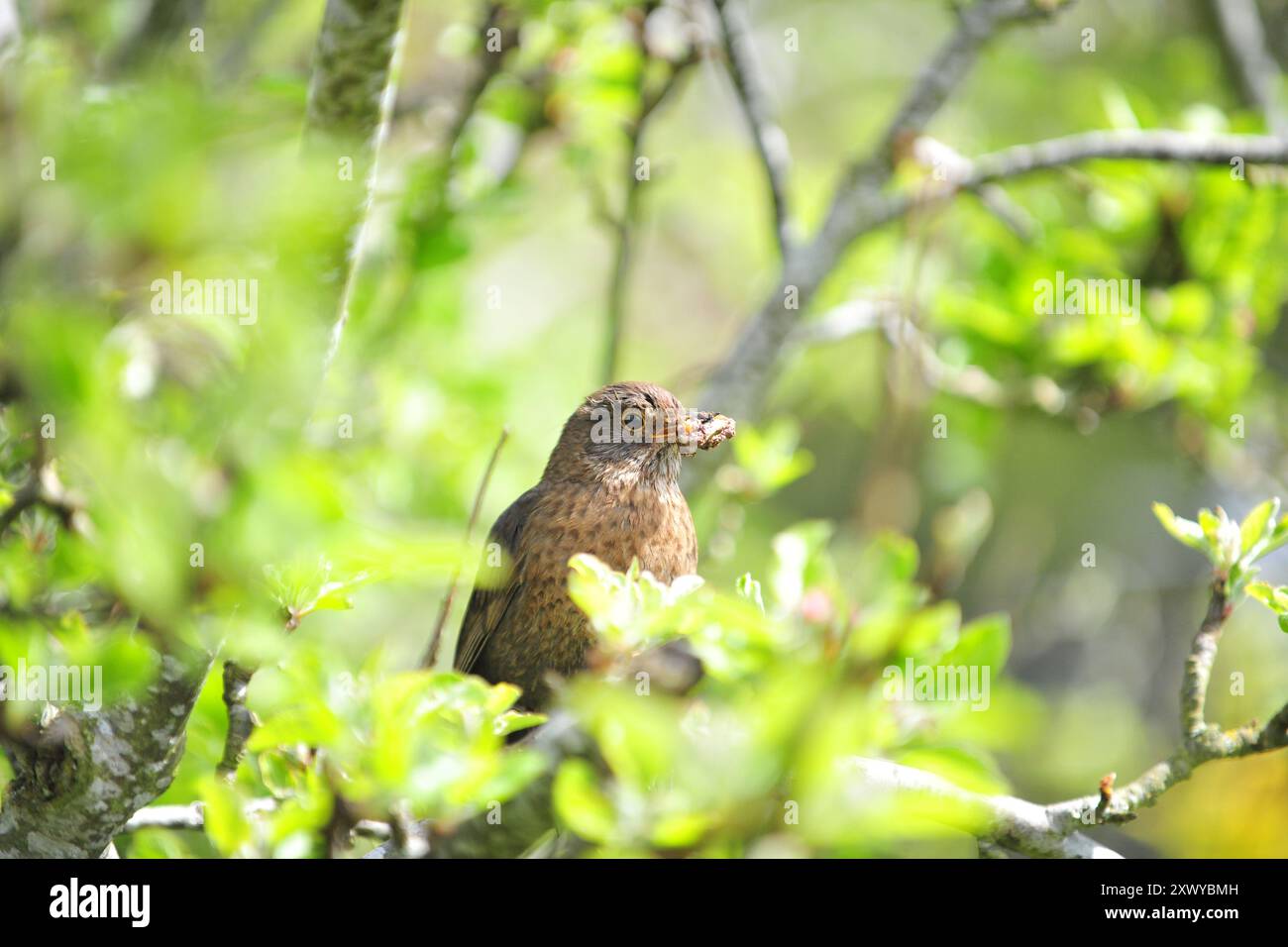 A thrush eating a slug in a tree Stock Photo - Alamy