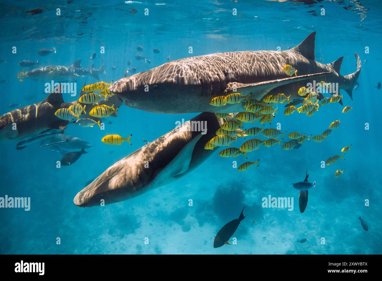 Tropical yellow fish and nurse sharks in tropical sea. Sharks in ...