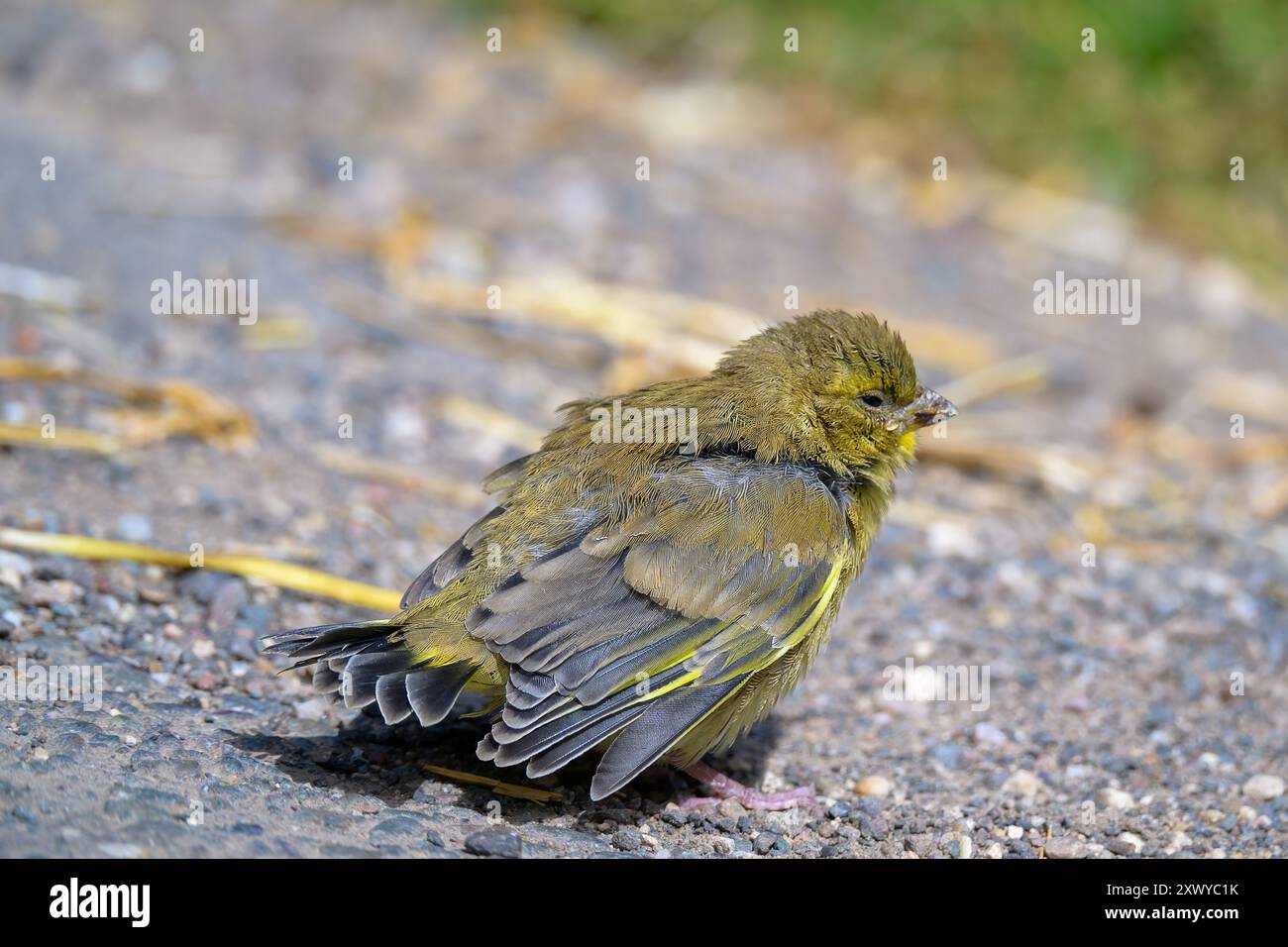 A Goldfinch fledgling, Carduelis carduelis, on a country road, in ...