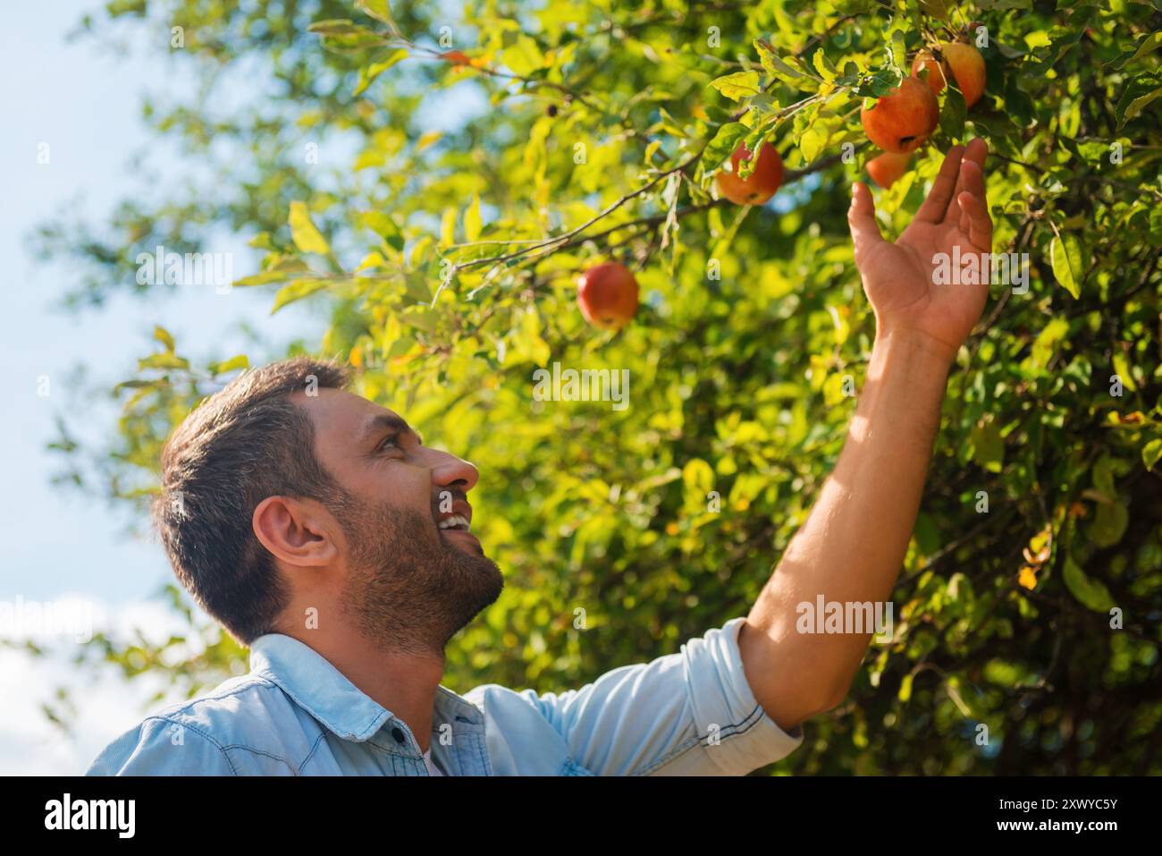 Choosing the best apples. Happy young man stretching out hand to apple ...