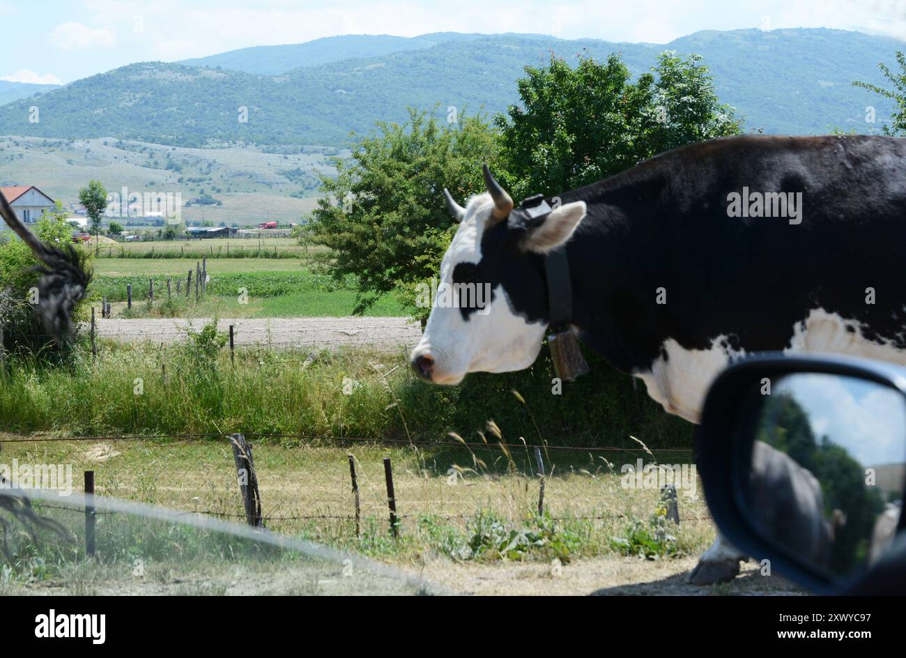 bull passing by a car with nature in background Stock Photo - Alamy
