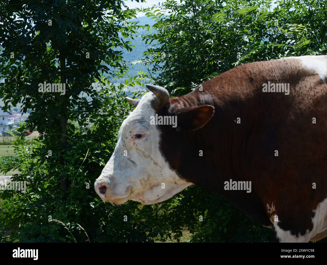 detail of bull head with white face and brown skin Stock Photo - Alamy