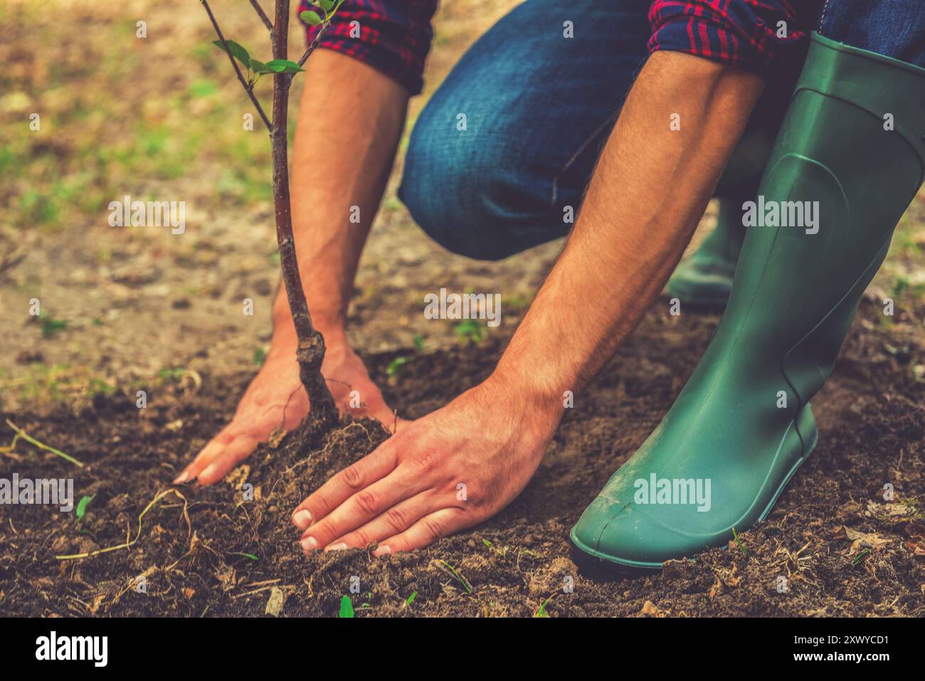 Planting a tree. Close-up on young man planting the tree while working ...