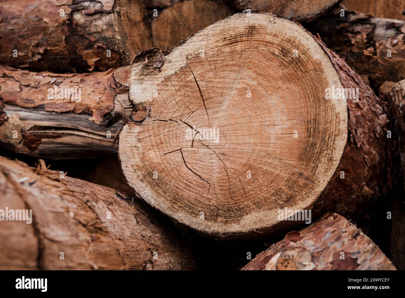 Good log. Close-up of huge log layingamong others Stock Photo - Alamy